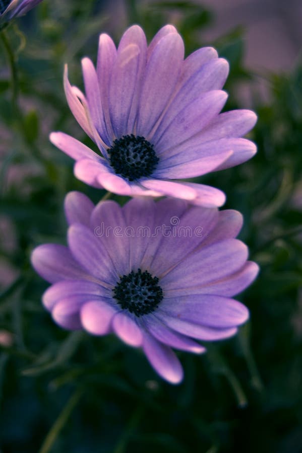 Pink Happines stock image. Image of pollen, flower, green - 92896739
