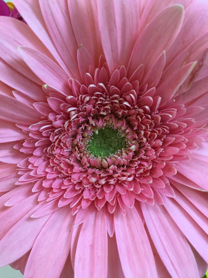 Pink Happiness stock image. Image of flower, happiness - 122998423