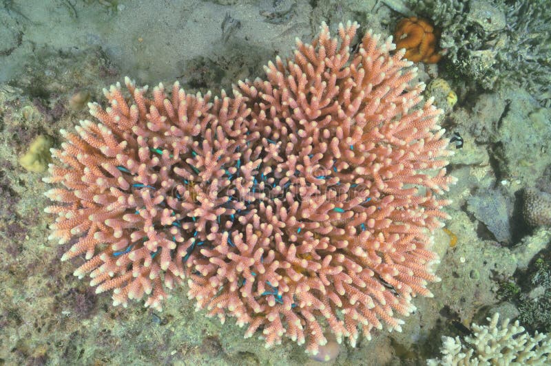 Pink hard coral stock photo. Image of branch, colourful - 62705544