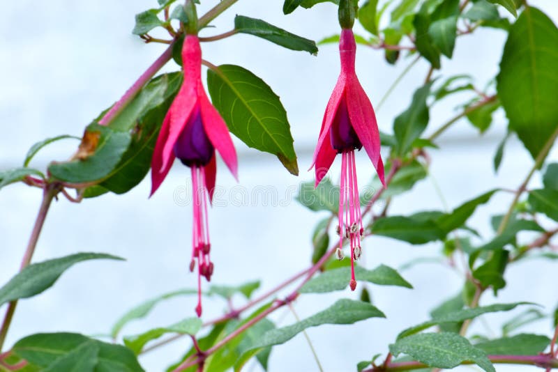 Pink Hardy Fuchsia Couple 02 Stock Image - Image of blossom, magellania ...
