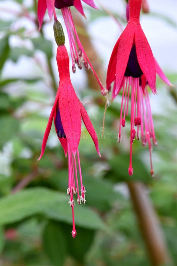 Pink Hardy Fuchsia Couple 03 Stock Photo - Image of green, wildflower ...