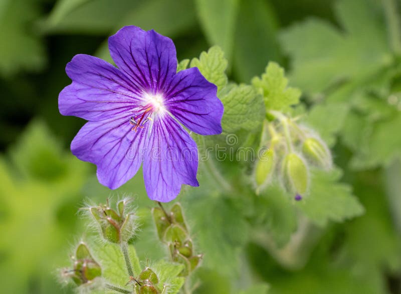 Pink Hardy Geranium or Cranesbill Geraniums Blossom Stock Photo - Image ...