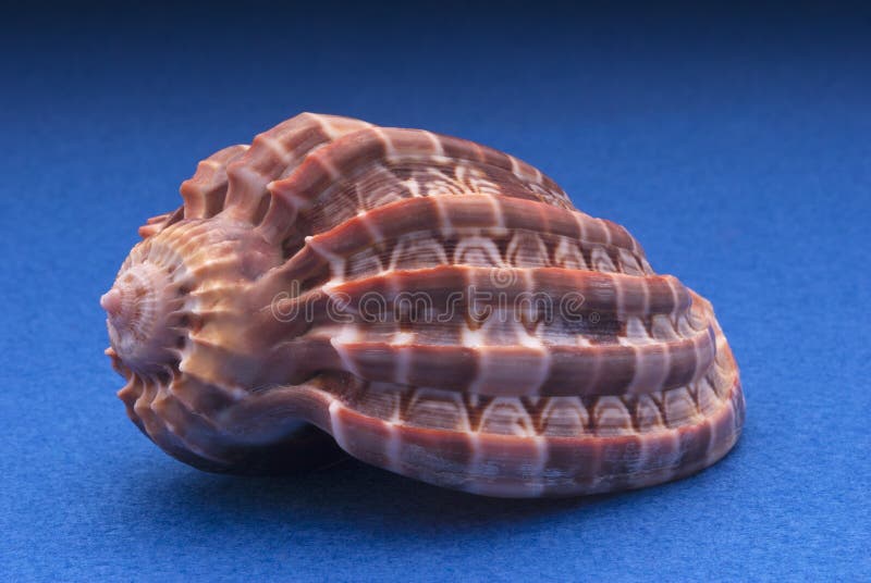 Harp Shelll Stock Photos - Free & Royalty-Free Stock Photos from Dreamstime