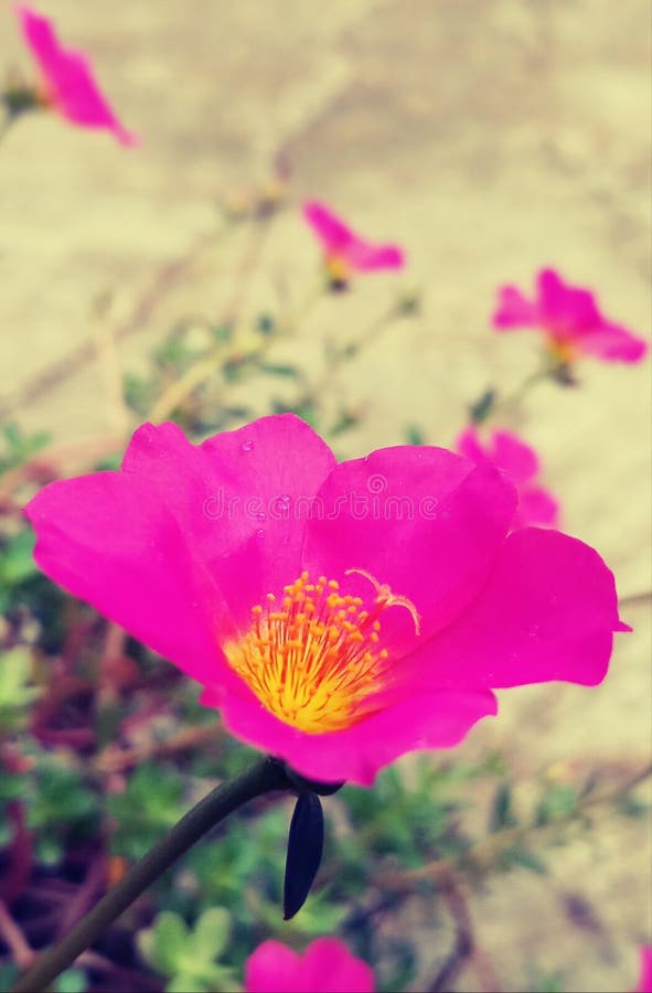 A pink hart stock image. Image of shape, pink, hart - 113426729