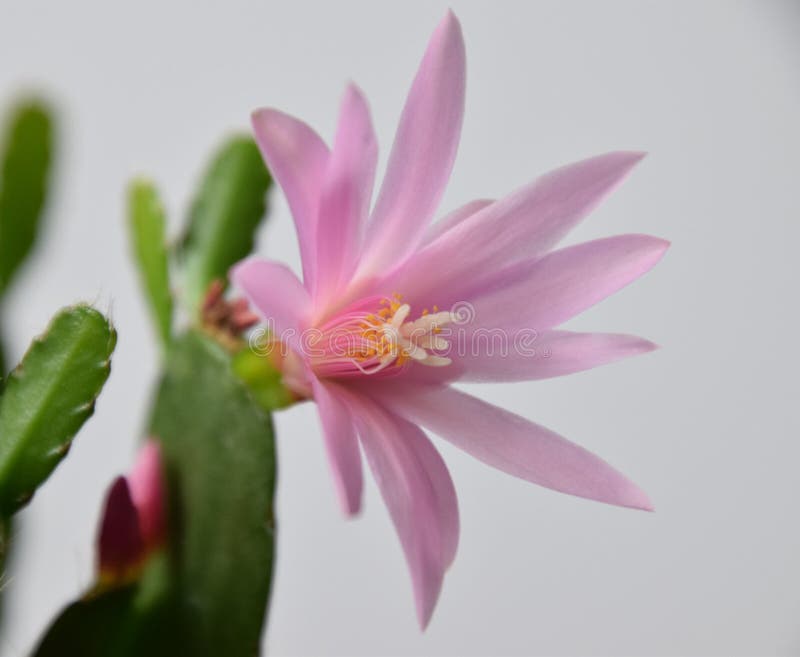 Pink Hatiora Gaertneri, Easter Cactus Flower Macro Stock Image - Image ...