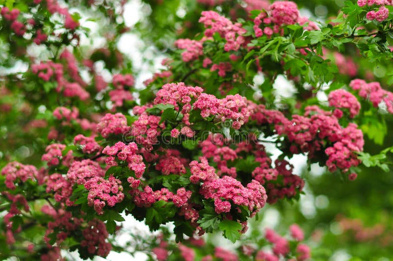 Pink Hawthorn Flowers. Blooming Haw Branches Stock Photo - Image of ...