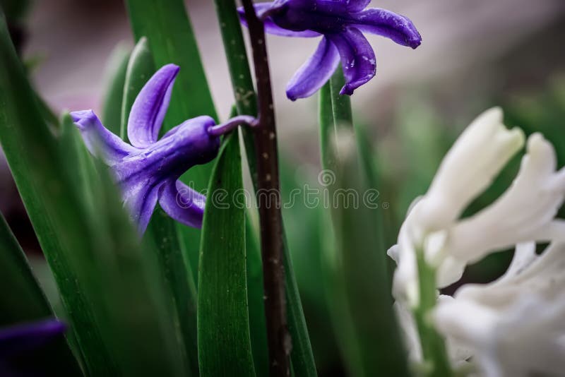 Pink Heacinth Flowers in Flower Bed in Spring after Rain Stock Photo ...