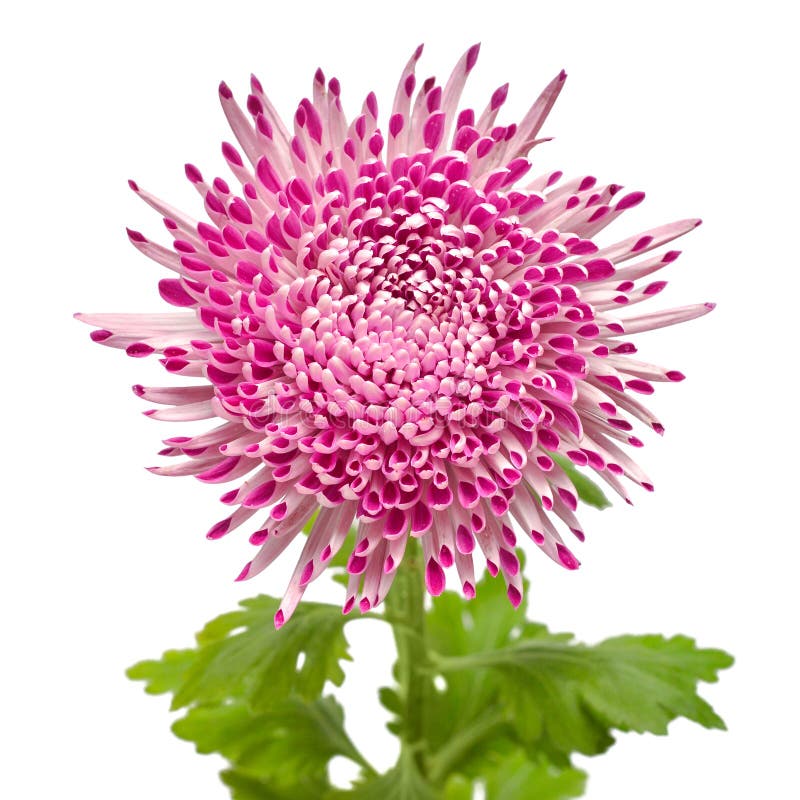 Pink Head Chrysanthemum Flower Isolated on White Background Stock Image ...