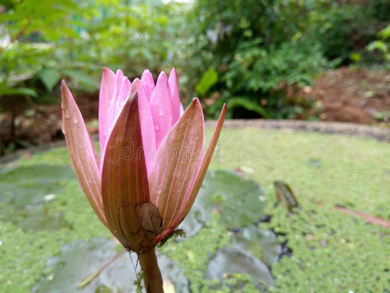 Pink head flower closeup stock photo. Image of flowe - 247177882