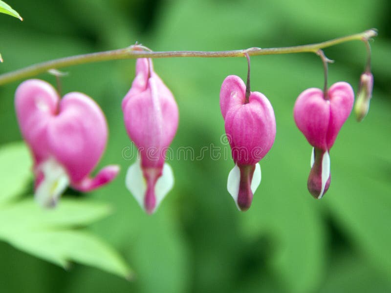 Pink Heart Flowers stock image. Image of flowers, bloom - 43043789