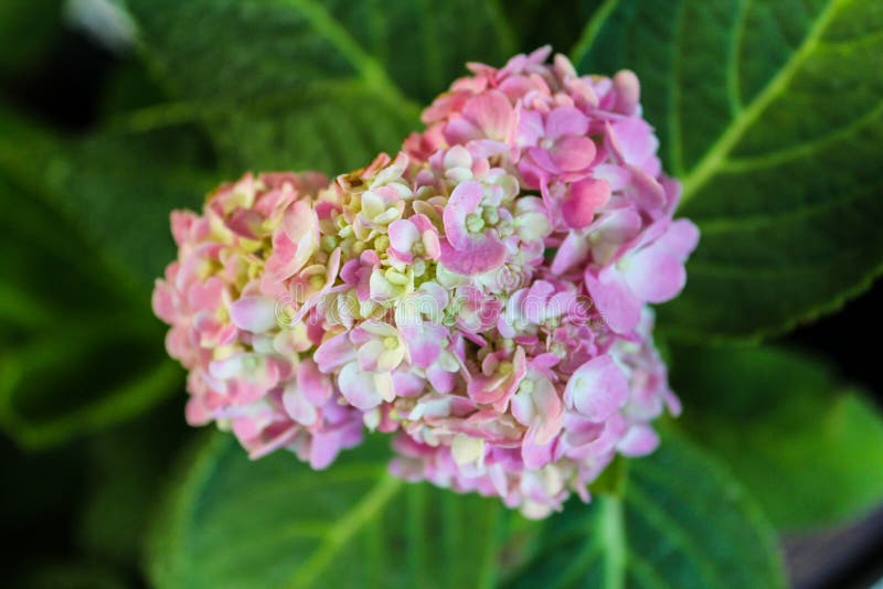 Pink Heart hydrangea. stock photo. Image of leaf, organic - 59636162