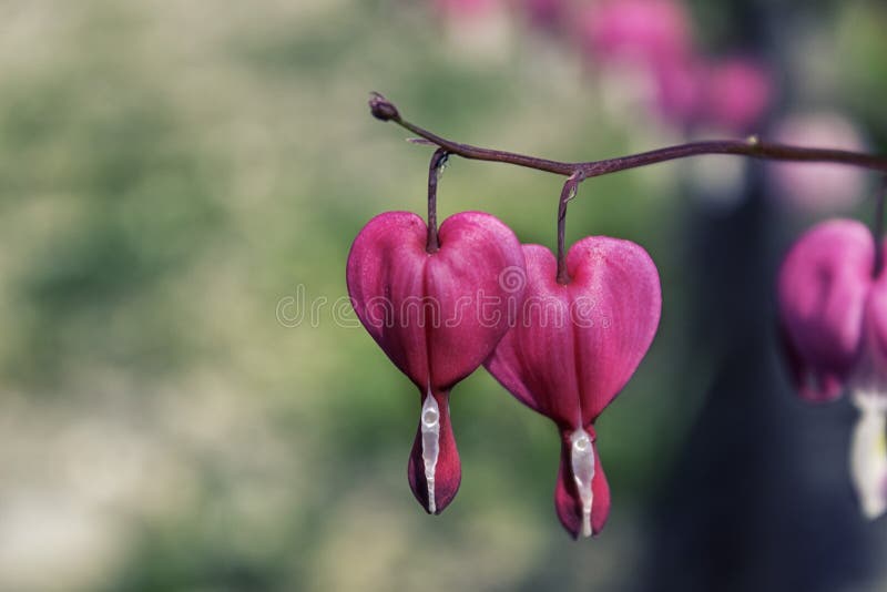 Pink Heart Shaped Flower stock photo. Image of bleeding - 70904040