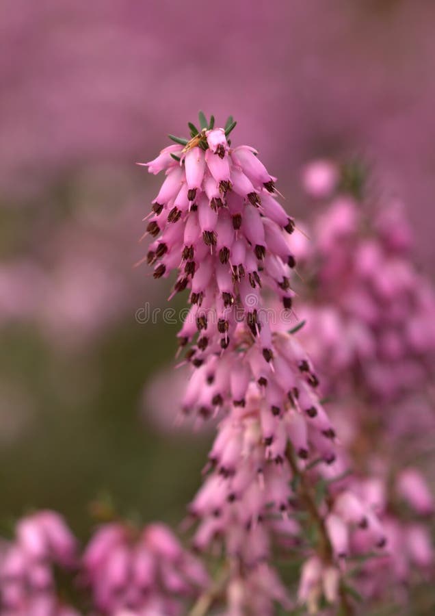 Pink heath stock photo. Image of longiflora, victorian - 17168564
