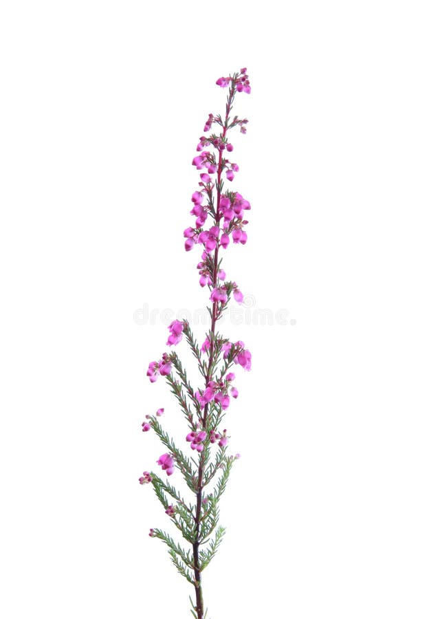 Pink Heather stock image. Image of note, floral, decorative - 7155203