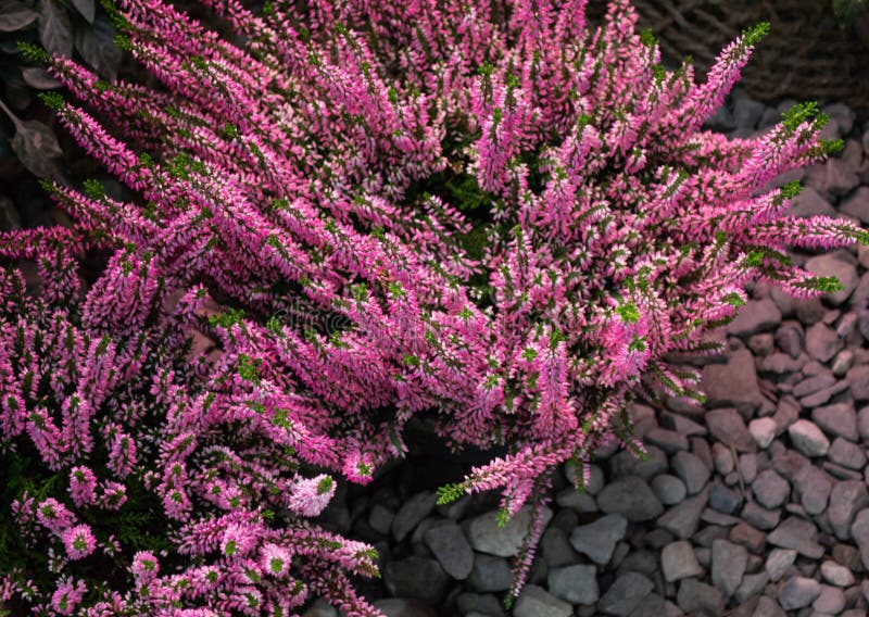 Pink Heather on a Background of Gray Stones. Copy Space Stock Photo ...