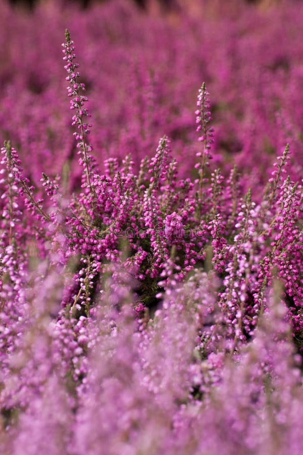 Pink heather stock image. Image of summer, botany, closeup - 34653387