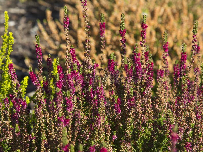 Pink heather stock image. Image of bloom, growing, green - 45535345