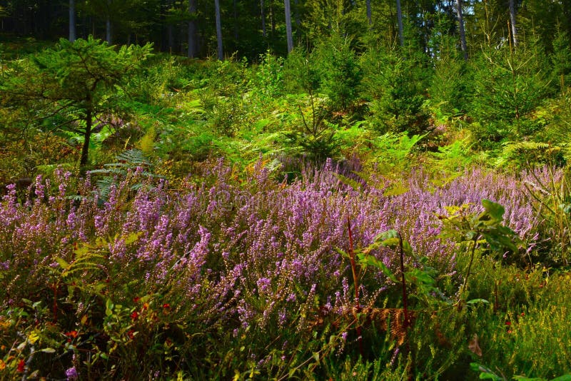 Pink Heather (Calluna Vulgaris) Flowering Stock Photo - Image of botany ...