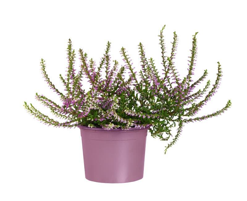 Pink Heather (calluna Vulgaris) in a Pot Isolated Stock Image - Image ...