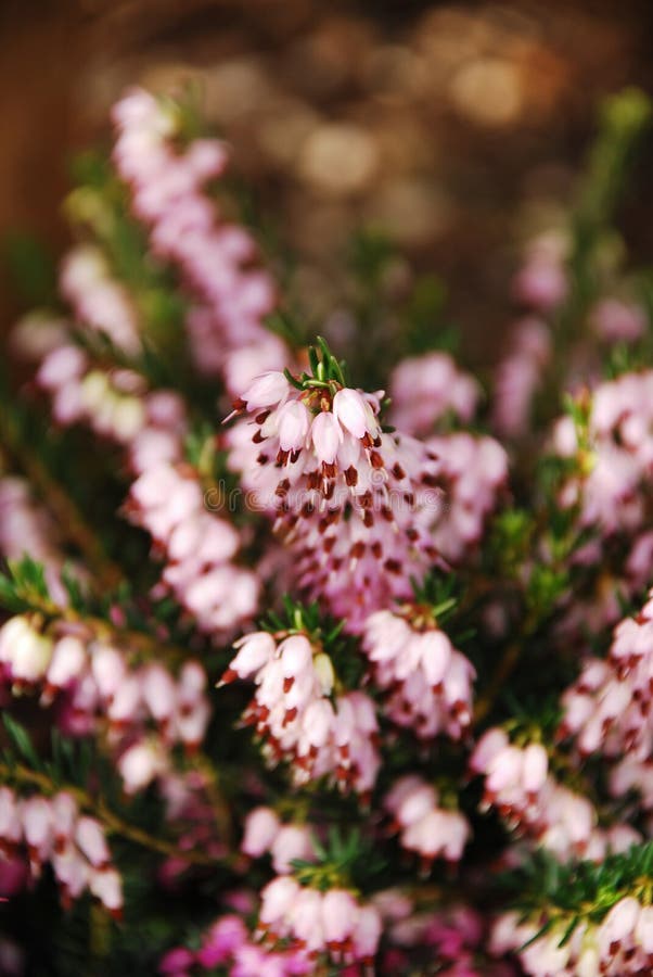 Pink Heather Detail stock photo. Image of season, bushes - 45264556