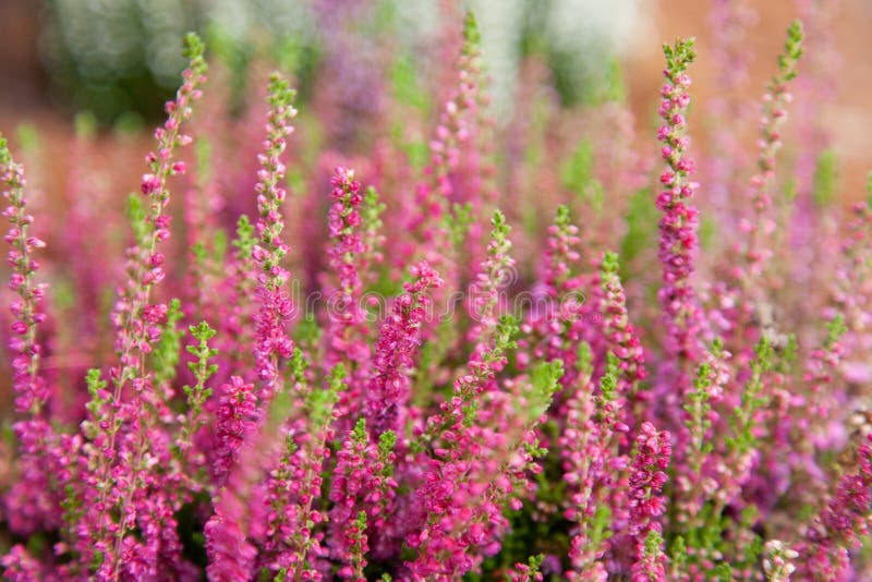 Pink heather flowers stock photo. Image of seasons, calluna - 195953746