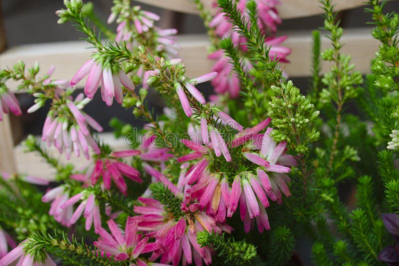 Pink heather in the garden stock photo. Image of natural - 157598198