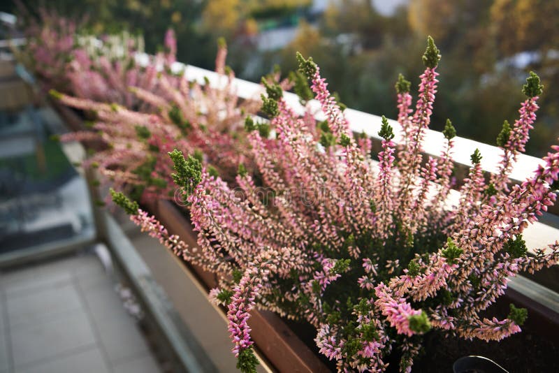Pink Heather Growing Outdoors in Autumn Stock Photo - Image of vulgaris ...