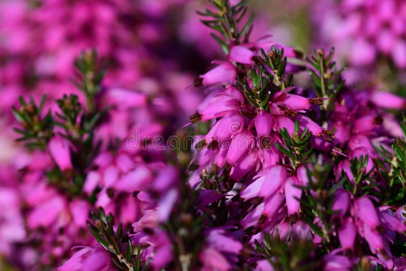 Pink heather stock image. Image of color, flora, heather - 120676679