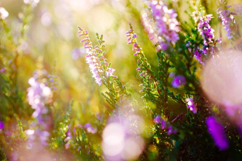 Pink Heather Morning Golden Sun Stock Photo - Image of colorful, flower ...