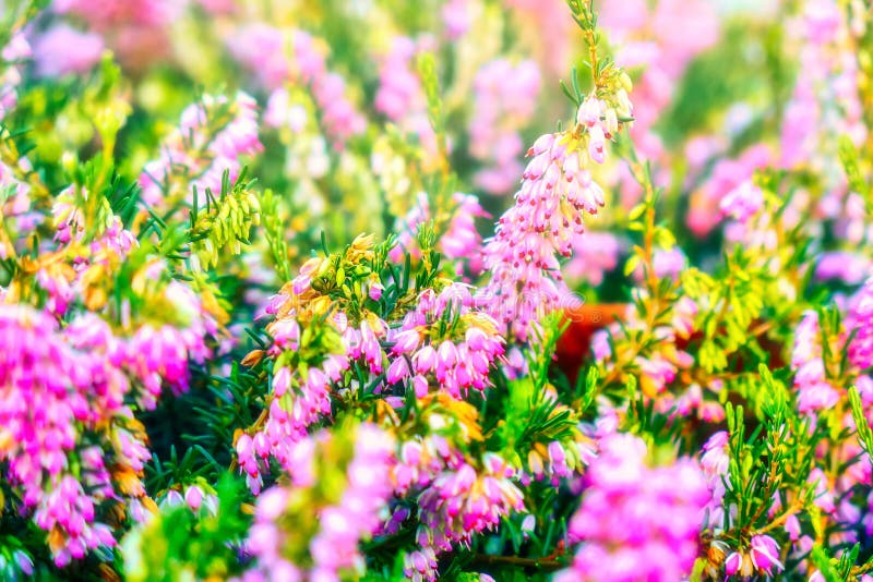 Pink heather plant stock image. Image of heather, countryside - 255805647