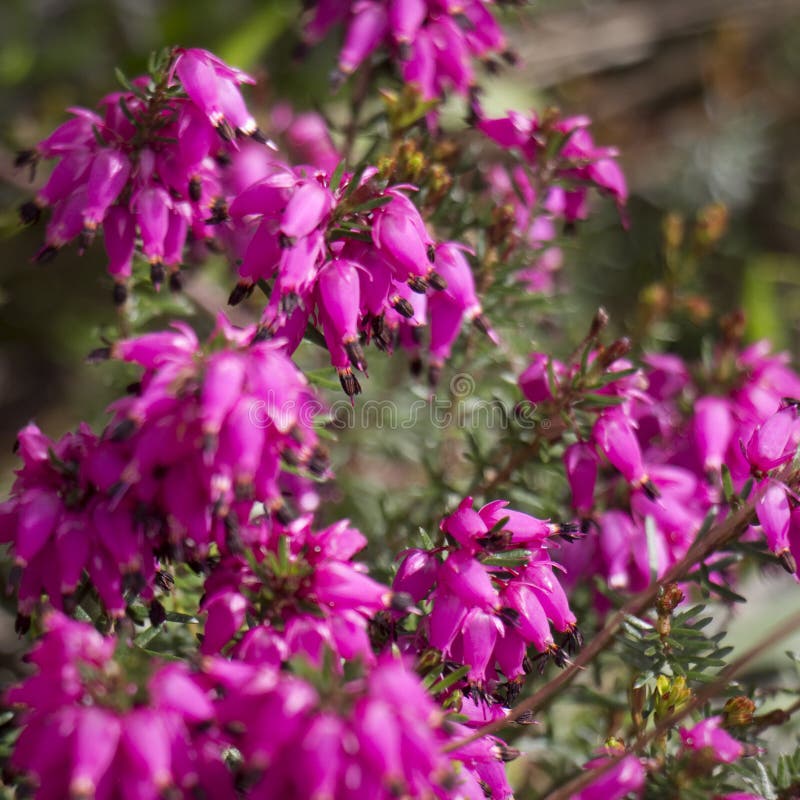 Pink Heather stock photo. Image of gardening, attractive - 89845650