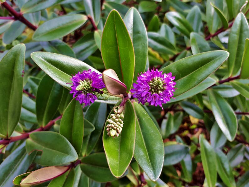 Pink Hebe Flower Macro Close Up Detail Stock Photo - Image of bush ...