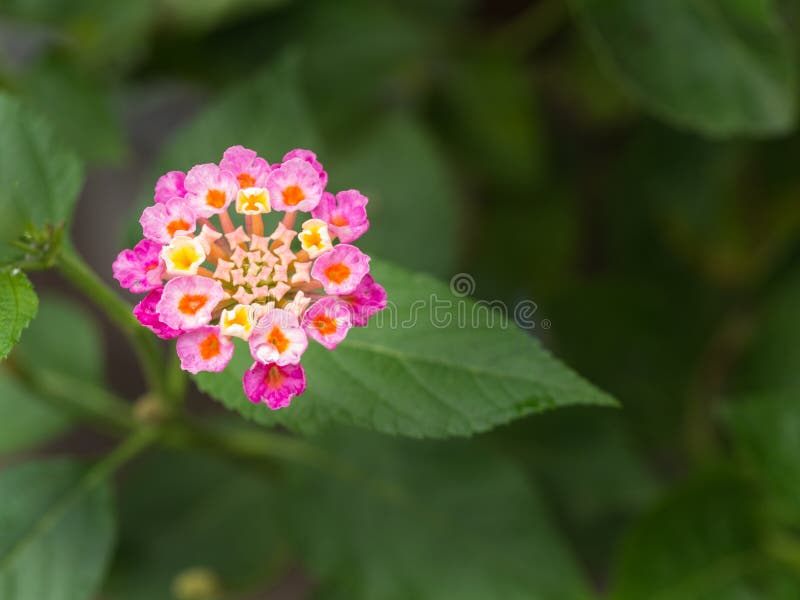 Pink Hedge Flower Blooming stock photo. Image of alyssum - 83271452