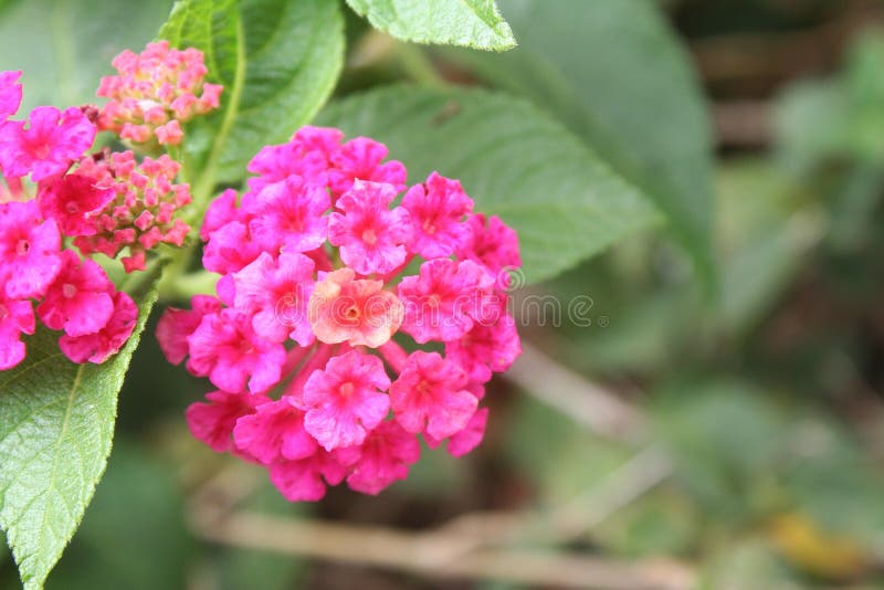 Pink Hedge Flower ,Lantana Camara Stock Photo - Image of asia, flora ...