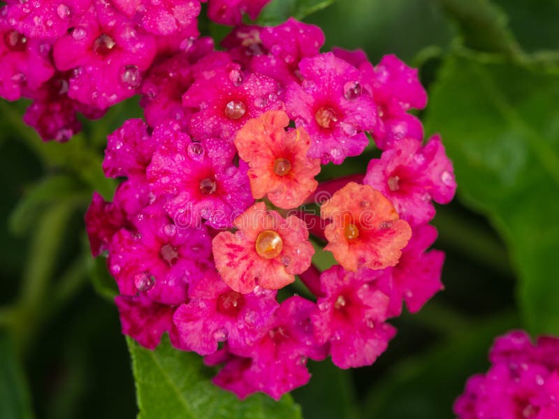 Pink Hedge Flowers after Rain Stock Photo - Image of flower, herbal ...