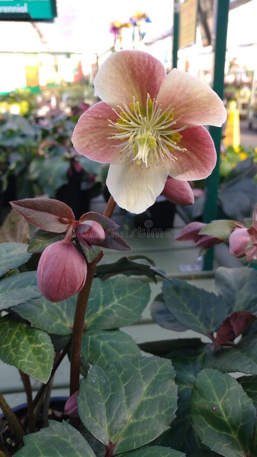 Hellbore Flower Stock Photos - Free & Royalty-Free Stock Photos from ...