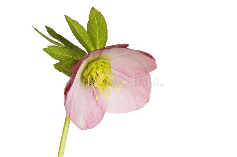 Pink Hellebore Flower Bud Helleborous Orientalis, Lenten Rose Showing ...