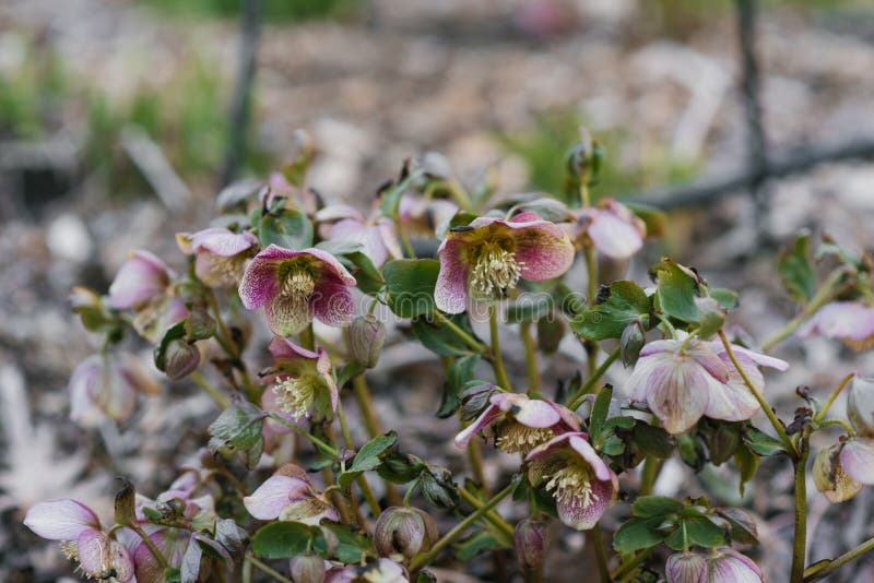 Pink Hellebore Flowers Grow in Spring in the Garden Stock Image - Image ...