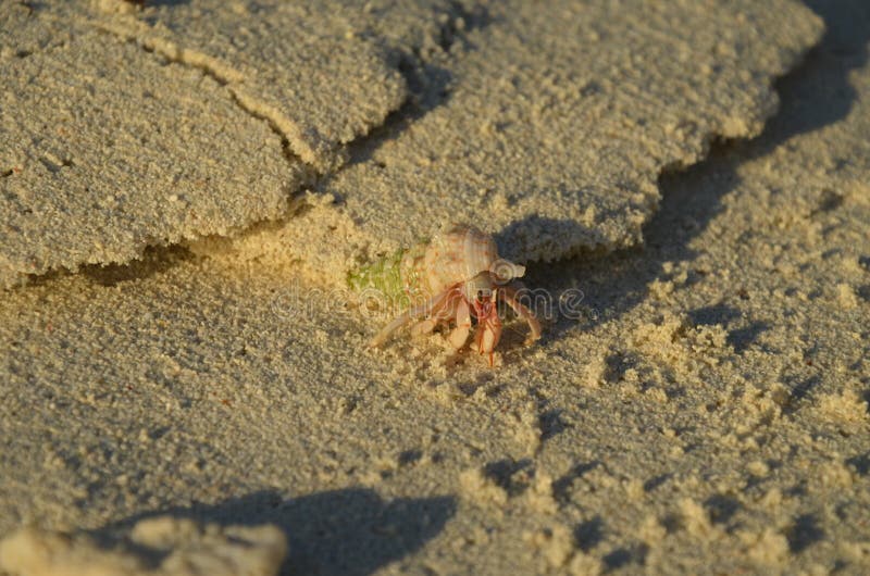 Pink Hermit Crab Behind the Coral Stock Photo - Image of crabs, claw ...