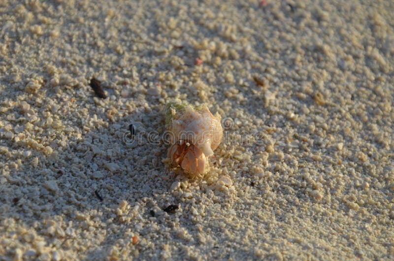 Cute Hermit Crab Stock Images - Download 527 Royalty Free Photos