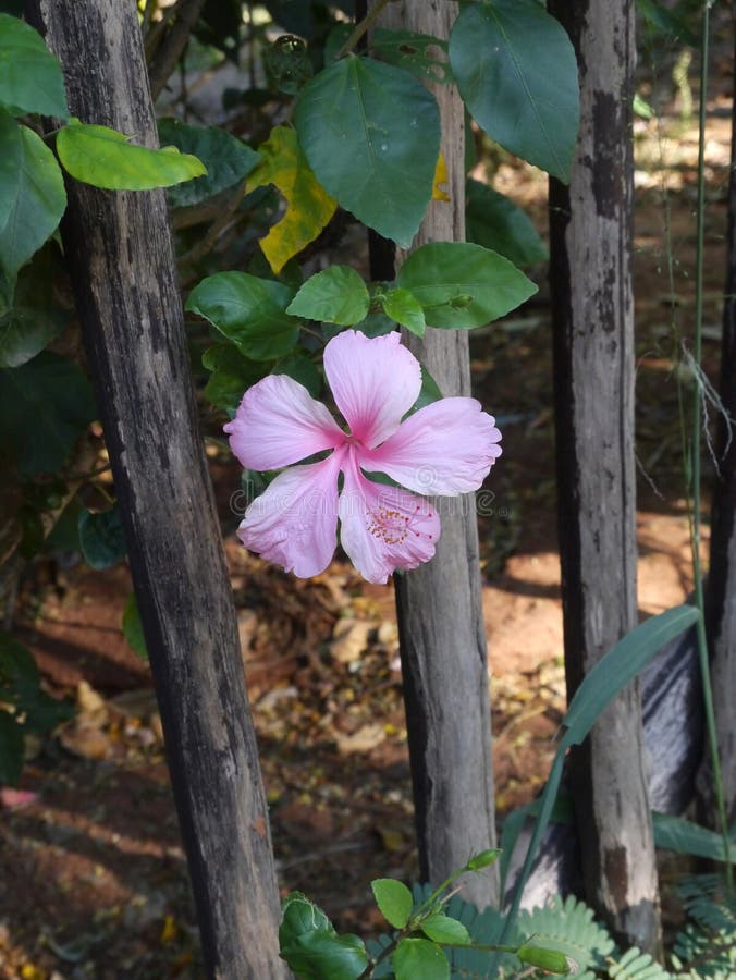 Pink Hibiscis stock image. Image of stalk, fence, clump - 91310841
