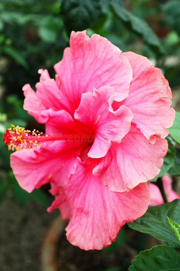 Pink hibiscus stock image. Image of floral, tropical - 15584167