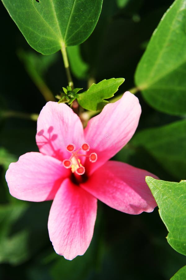 Pink hibiscus stock photo. Image of perennial, leaf, green - 2016124