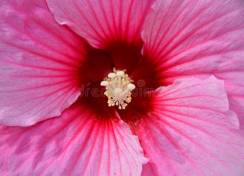 Pink hibiscus stock image. Image of flower, color, stamen - 26732189