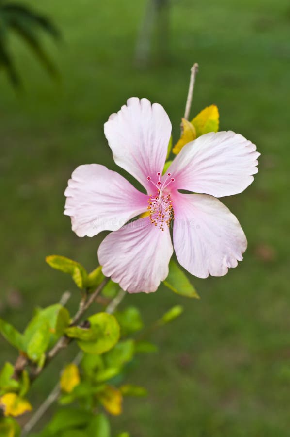 Pink Hibiscus. stock image. Image of color, mallow, bush - 34925829