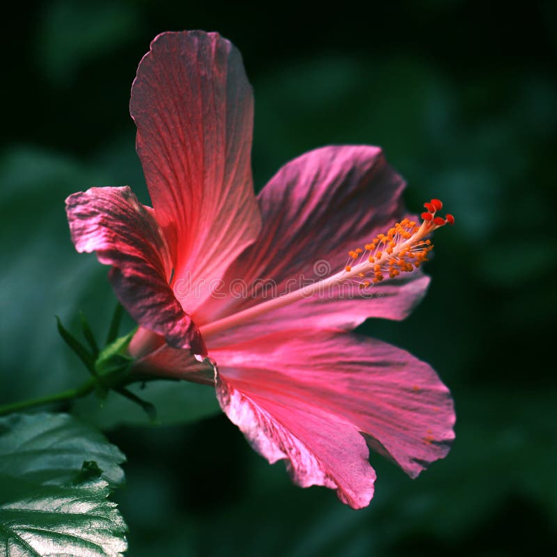 Pink Hibiscus Flower Back Lighting Stock Photo - Image of leaves ...