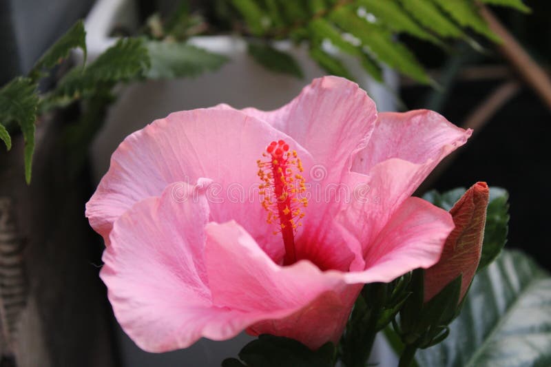 Pink Hibiscus Flower Blooming in the Florida Sun Stock Photo - Image of ...