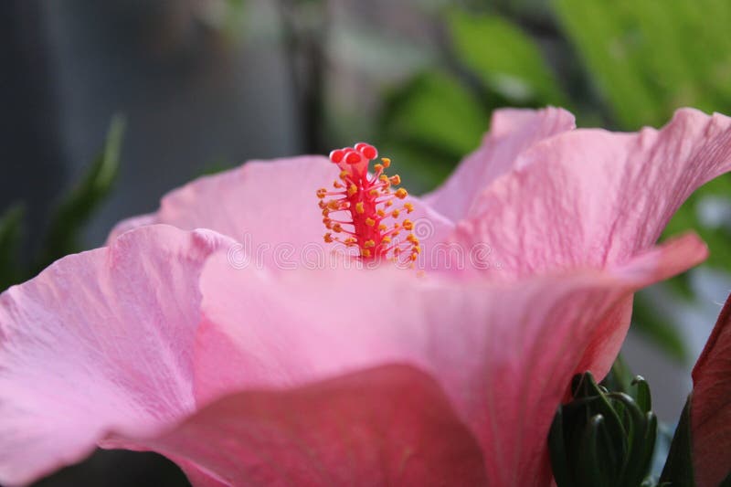 Pink Hibiscus Flower Blooming in the Florida Sun Stock Photo - Image of ...