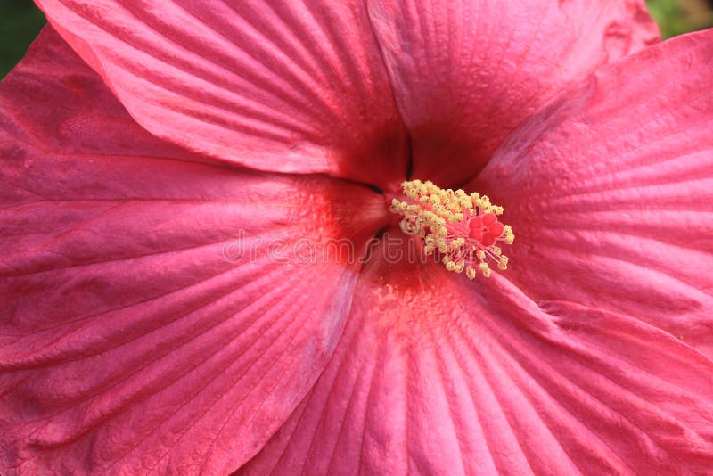Pink Hibiscus Flower Close-up Stock Photo - Image of natural, garden ...