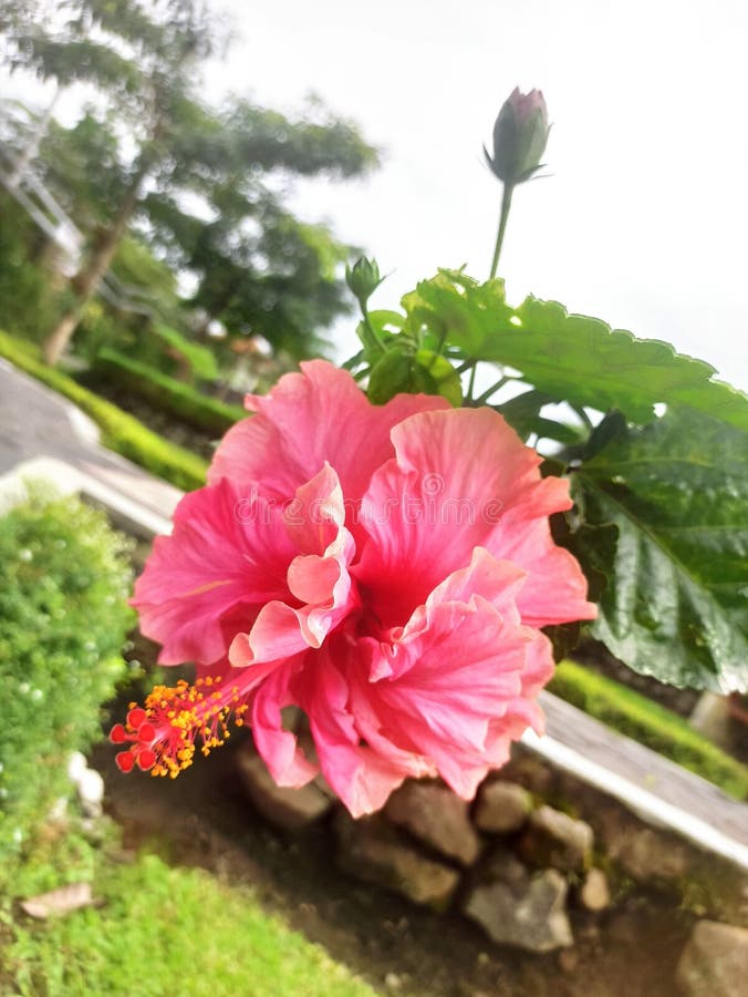 Pink Hibiscus Flower with Layers Stock Photo - Image of produce, flower ...